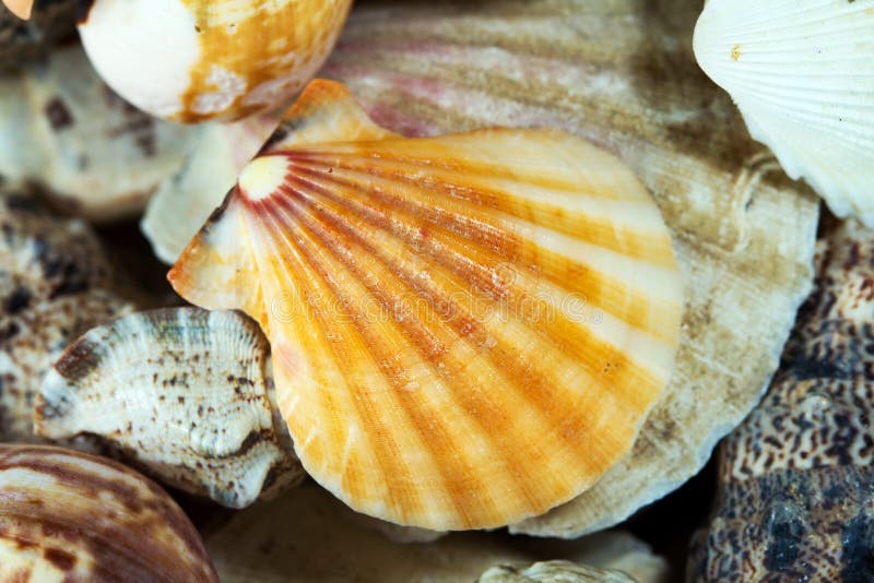 Cockleshell stock photo. Image of mollusk, group, shell - 19152766