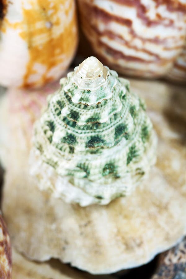 Cockleshell stock image. Image of abstract, background - 18526091