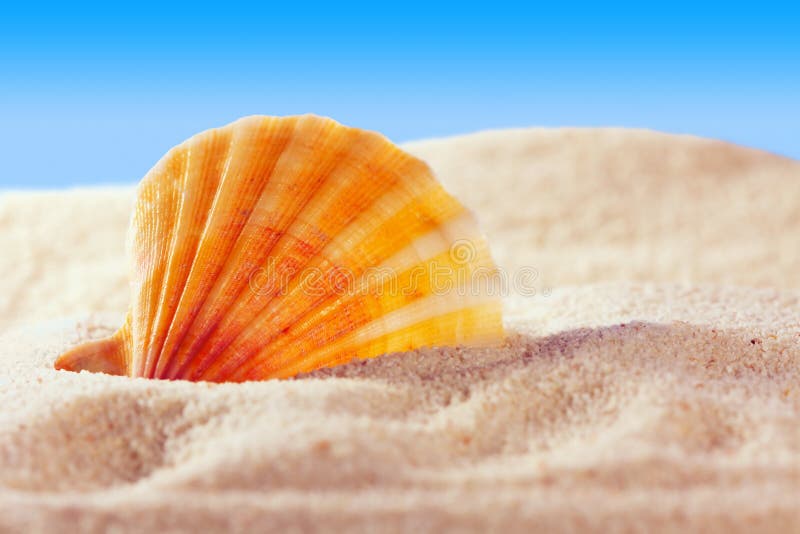 Cockleshell stock image. Image of vacations, nature, island - 18526115