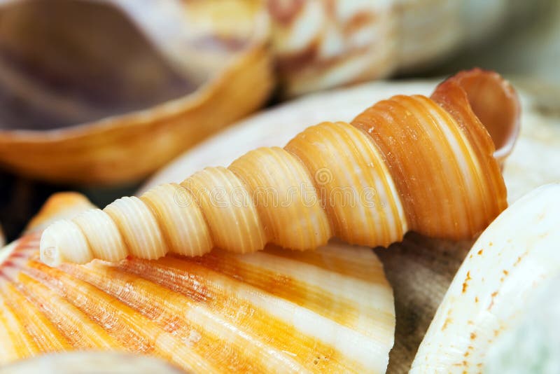 Cockleshell stock photo. Image of macro, design, group - 18545444