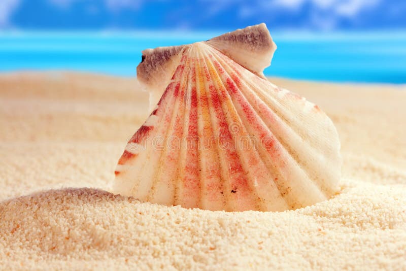 Cockleshell stock image. Image of sand, climate, aquatic - 18782017