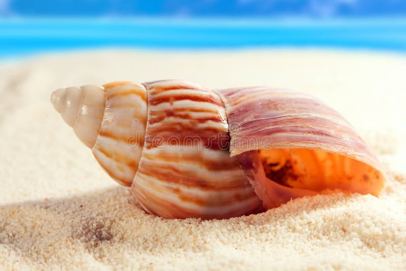 Cockleshell stock photo. Image of beach, coastline, idyllic - 19002602