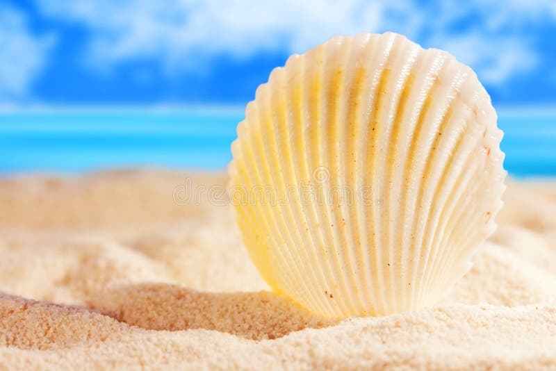 Cockleshell stock image. Image of aquatic, space, outdoors - 19152775