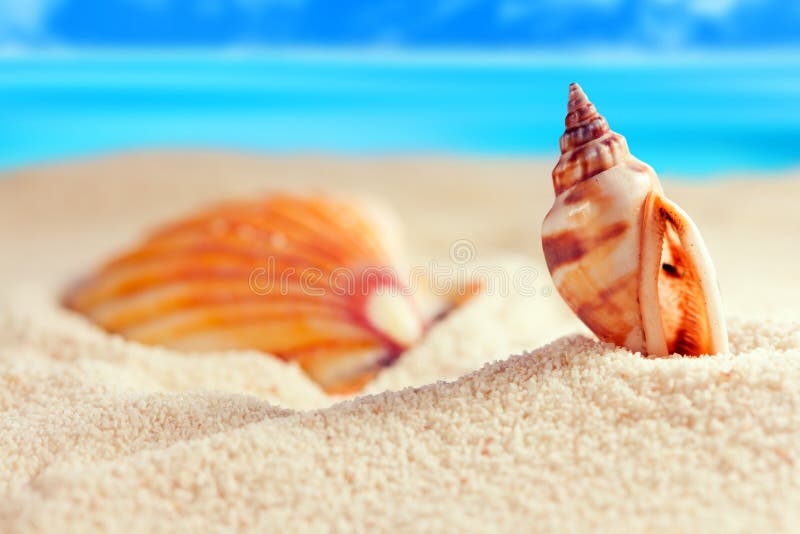 Cockleshell stock photo. Image of aquatic, relaxation - 20932648