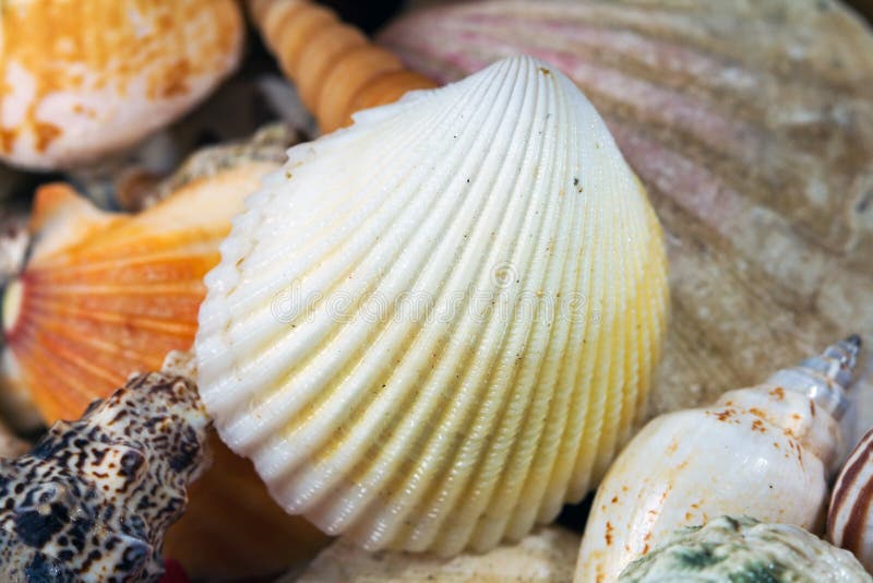 Cockleshell stock photo. Image of conch, beach, macro - 26876376