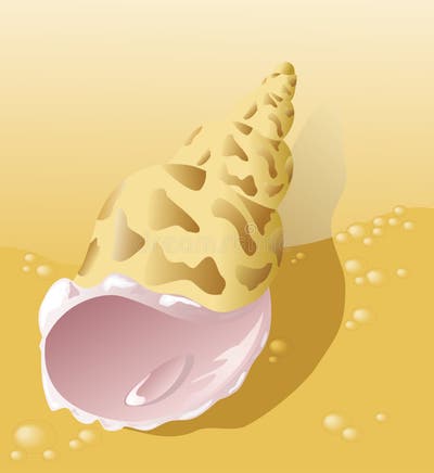 Cockleshell Stock Illustrations – 12,962 Cockleshell Stock ...