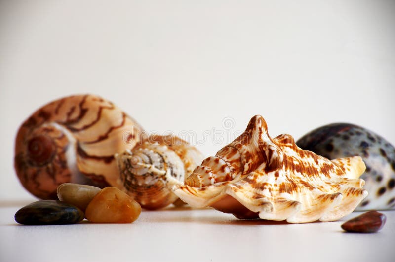 Cockleshell Picture. Image: 6523108