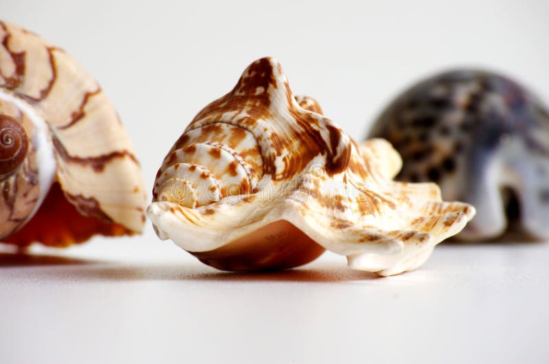 Cockleshell stock photo. Image of white, curve, prepared - 6523226