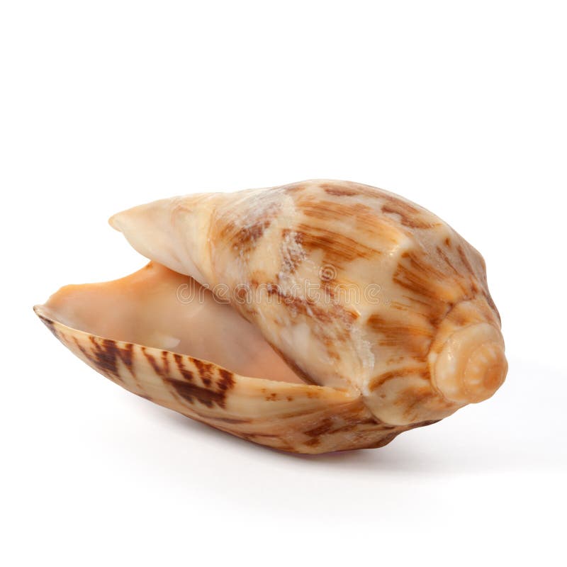 Cockleshell immagine stock. Immagine di mare, tropicale - 81883771