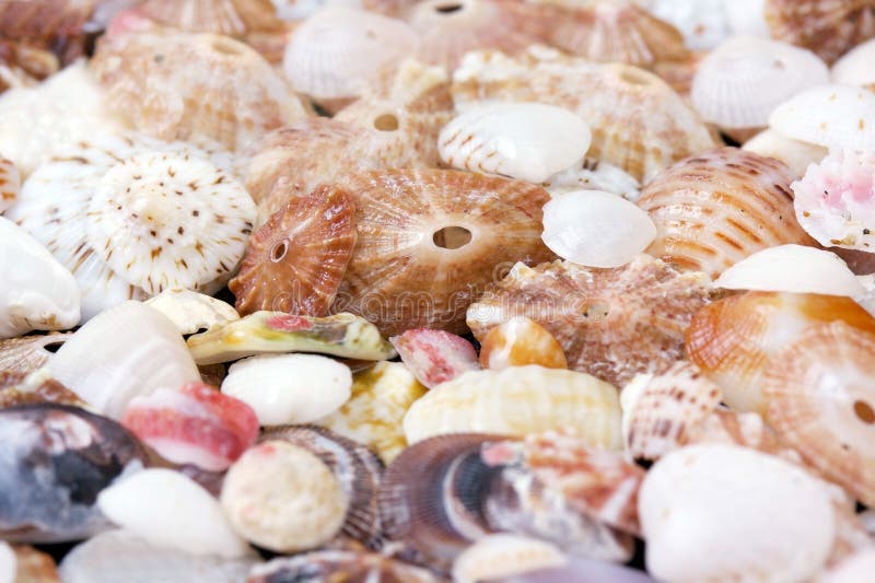 Cockleshell background stock image. Image of coast, snails - 13745149