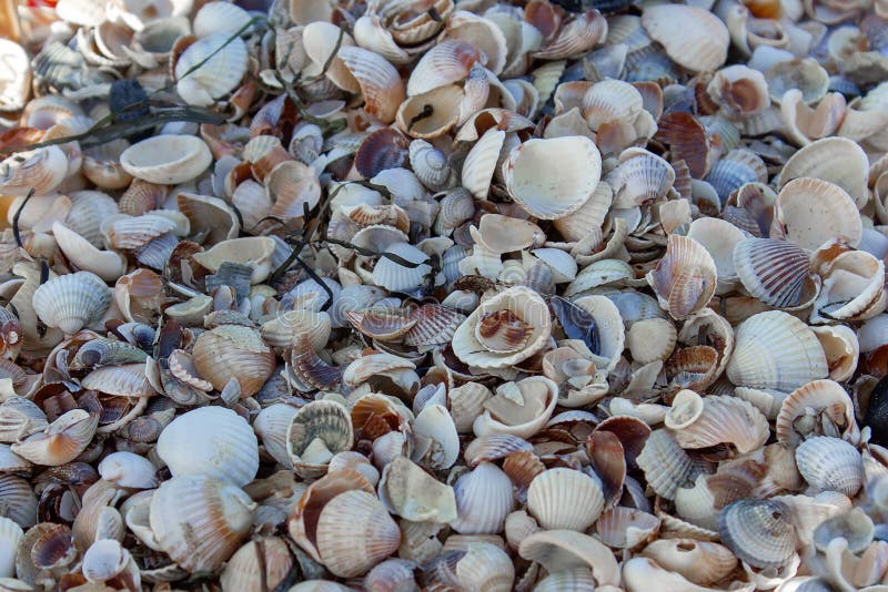 Cockleshell Background with Selective Focused Stock Photo - Image of ...