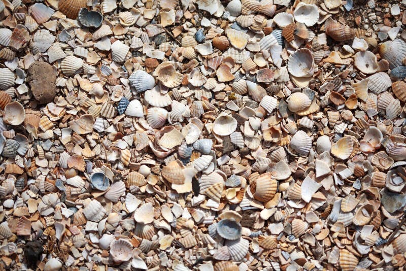 Cockleshell beach surface. stock image. Image of backgrounds - 17025609