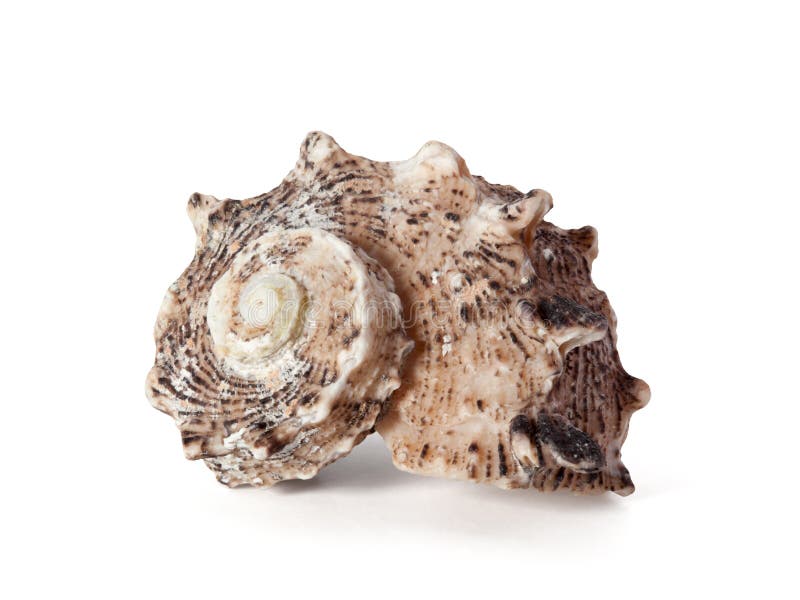 Cockleshell stock photo. Image of marine, slimy, cockleshell - 81883742