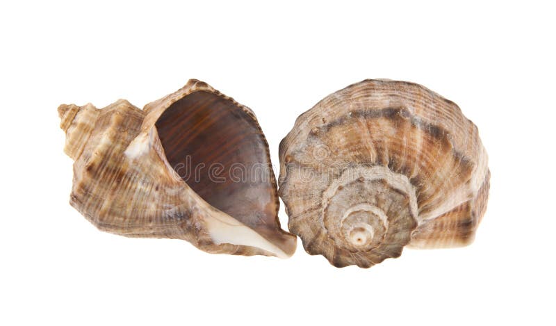 stock photo. Image of isolated, cockle, seashell, maritime - 37028976