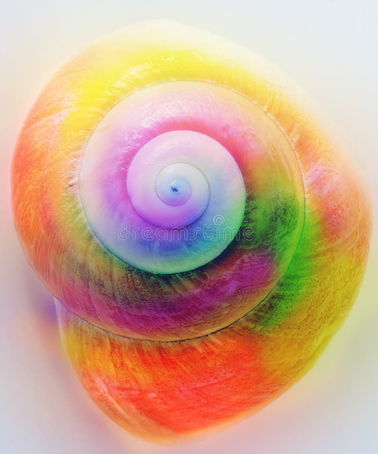 Cockleshell stock image. Image of detail, closeup, delicate - 10267059