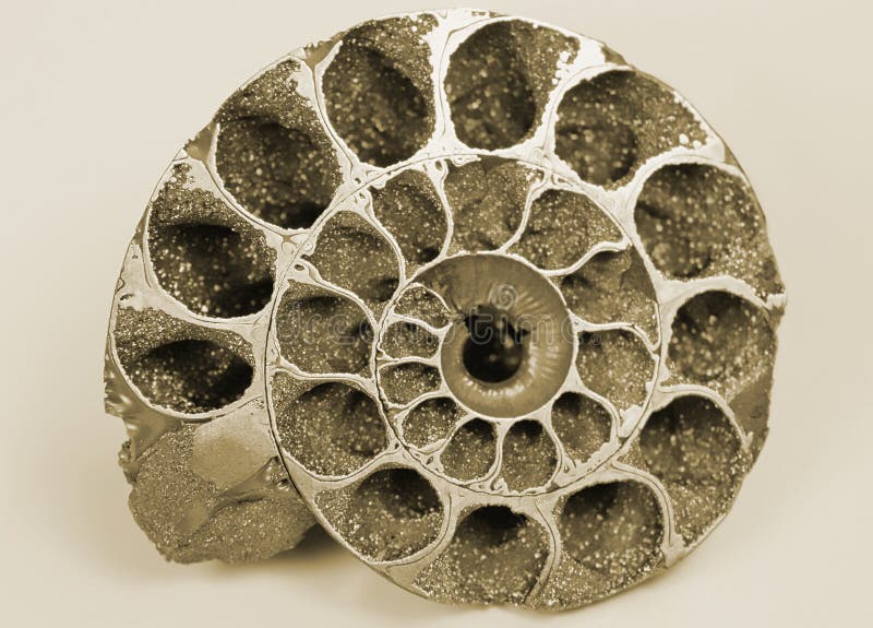 Cockleshell (fossil) stock photo. Image of coil, history - 18750318