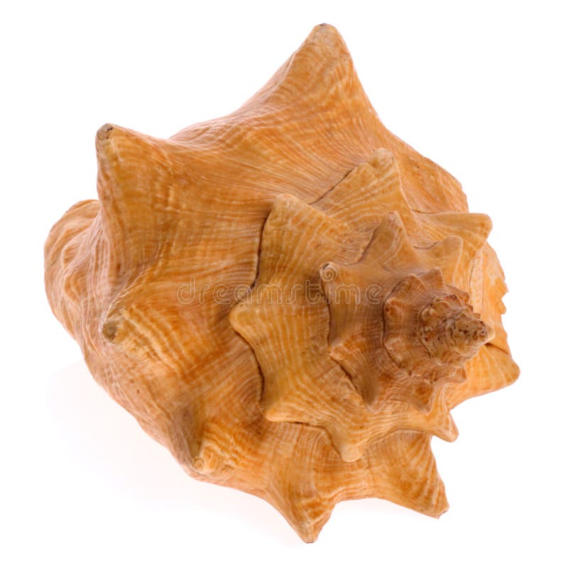 Cockleshell isolated stock image. Image of life, symbol - 7431877