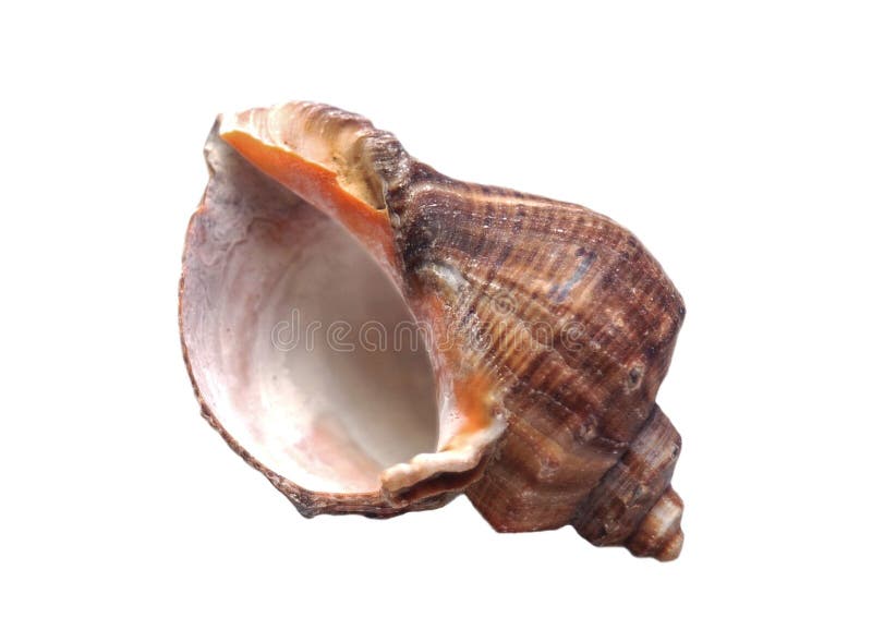 Cockleshell isolated stock photo. Image of close, collection - 11568090