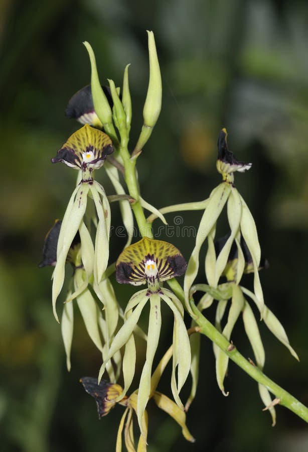 Prosthechea Cochleata, The National Flower Of Belize, Where It Is Known ...