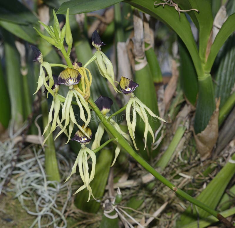 Octopus Orchid stock image. Image of extraordinary, backyard - 2164317