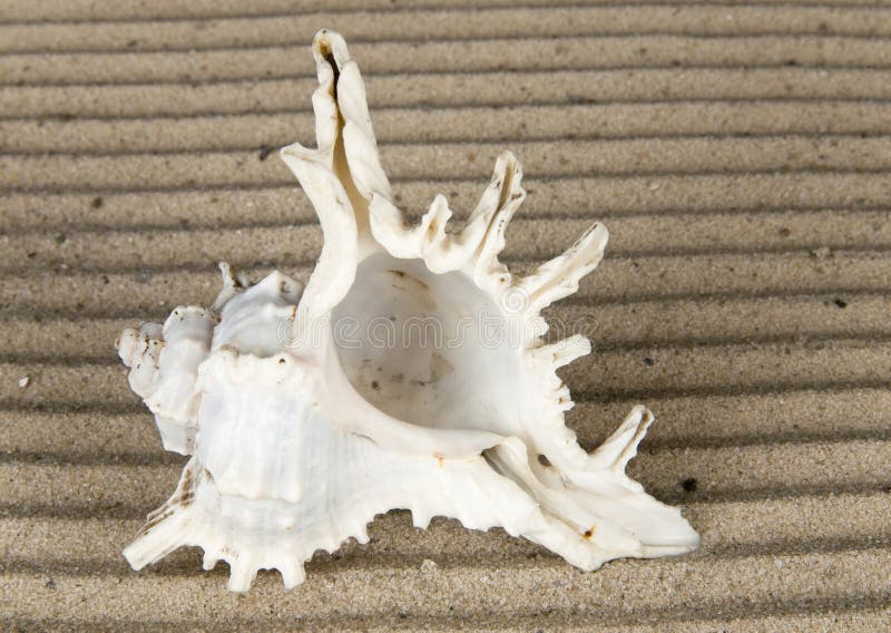 Cockleshell stock image. Image of shore, marine, aquatic - 47457745