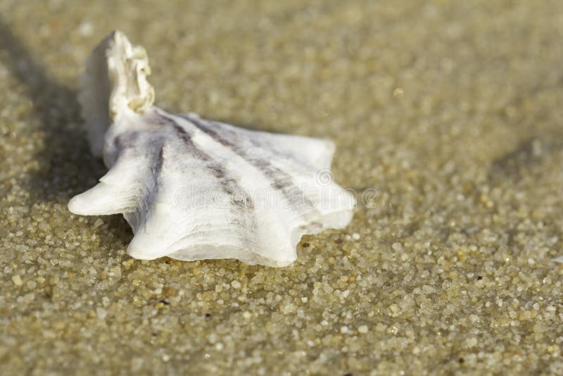 Cockleshell stock photo. Image of beaches, single, life - 37515742