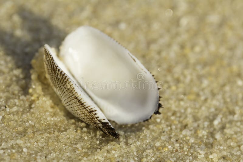 Cockleshell stock photo. Image of beaches, single, life - 37515742