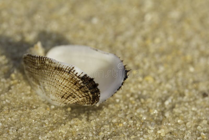 Cockleshell stock photo. Image of relaxation, cockleshell - 37515946