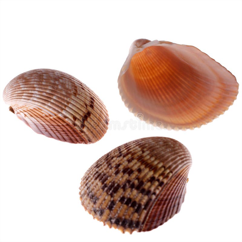 Cockleshells stock photo. Image of mollusk, white, mussel - 14605362