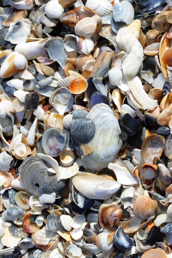 Cockleshells immagine stock. Immagine di sunlight, grande - 27864619