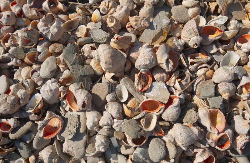 Cockleshells 3 stock photo. Image of shell, beauty, texture - 26218804