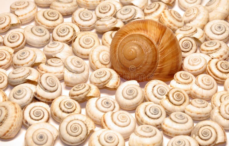 Cockleshells Picture. Image: 8047027