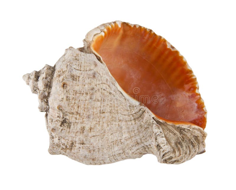 Cockleshells stock image. Image of mollusk, nacre, exotic - 62781269