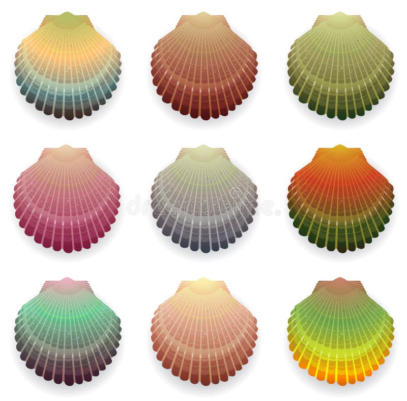 Collection of Nine Colorful Sea Shell Stock Vector - Illustration of ...