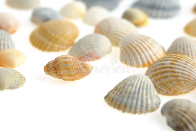 Cockleshells set stock image. Image of shell, prepared - 7618031