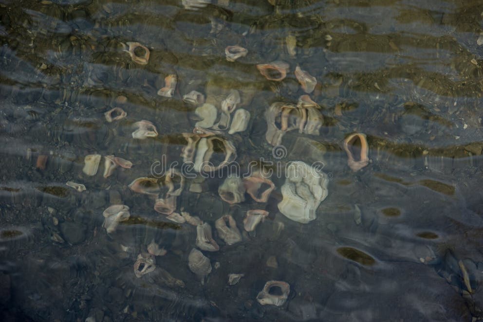 Cockleshells Under Water.. Texture. Stock Image - Image of blue, light ...