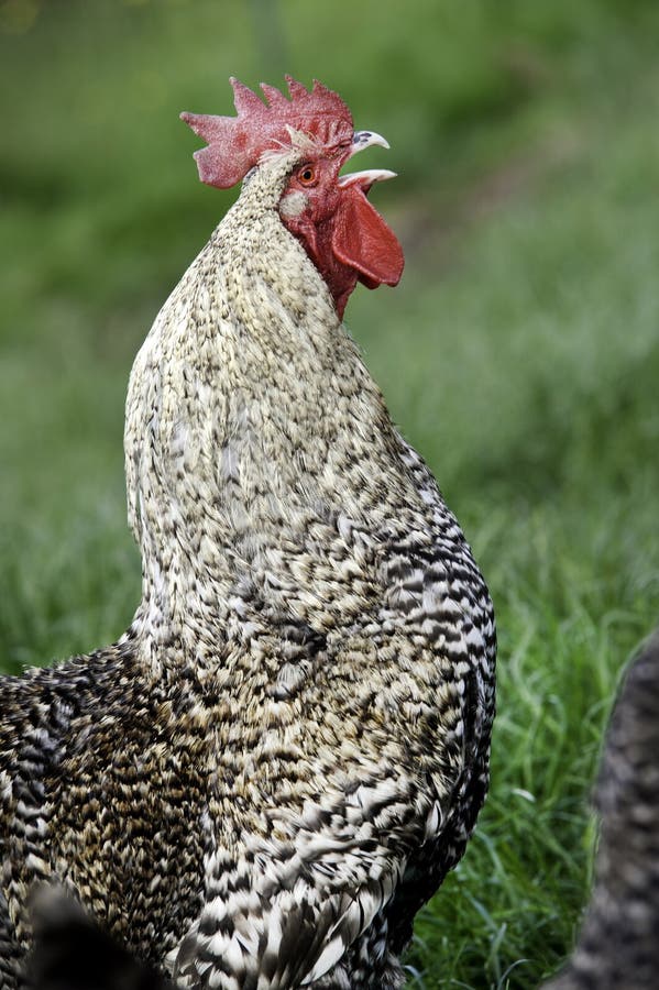 Cockrel fotografia stock. Immagine di uccello, agricoltura - 31472024
