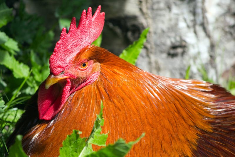 Cockrel immagine stock. Immagine di occhio, spoletta - 84834019