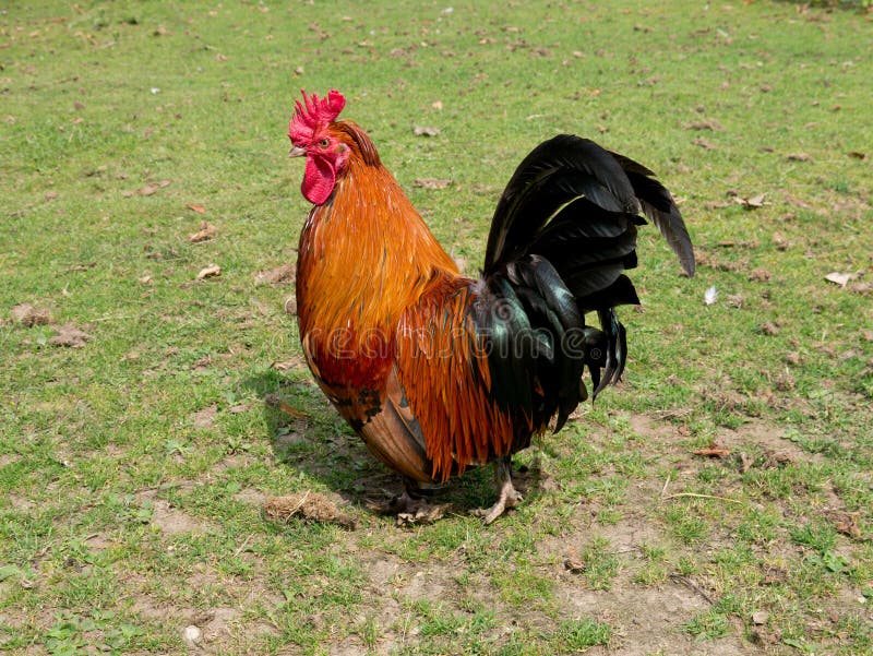 Cockrel immagine stock. Immagine di occhio, spoletta - 84834019