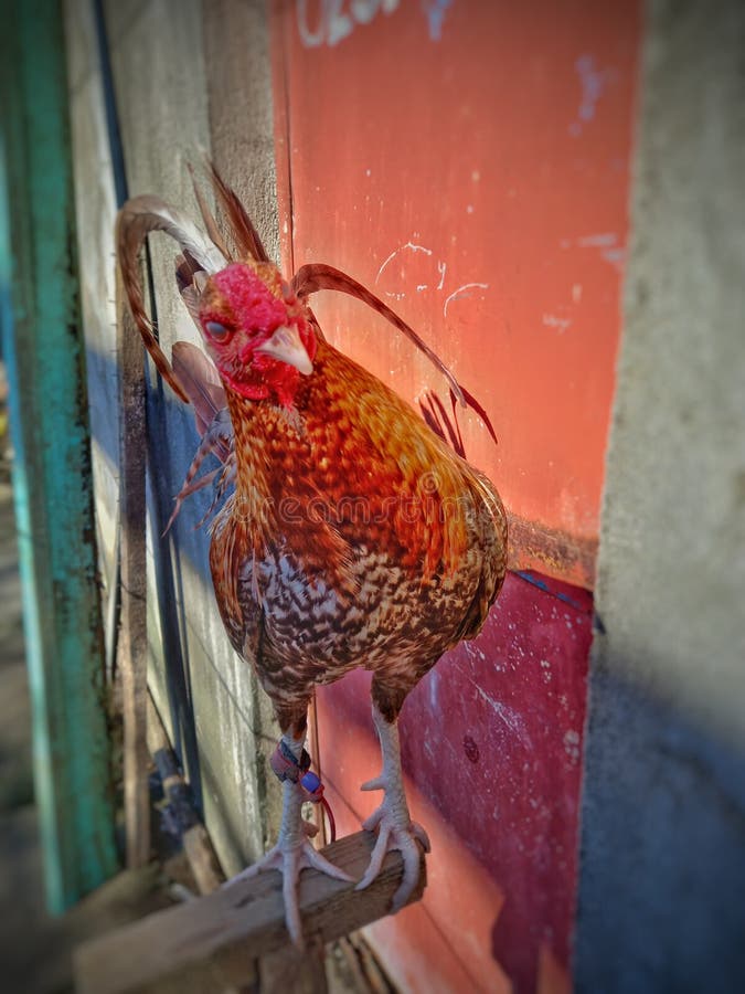 Cockrell Kept As a Pet. Common Site in the Philippines Stock Photo ...