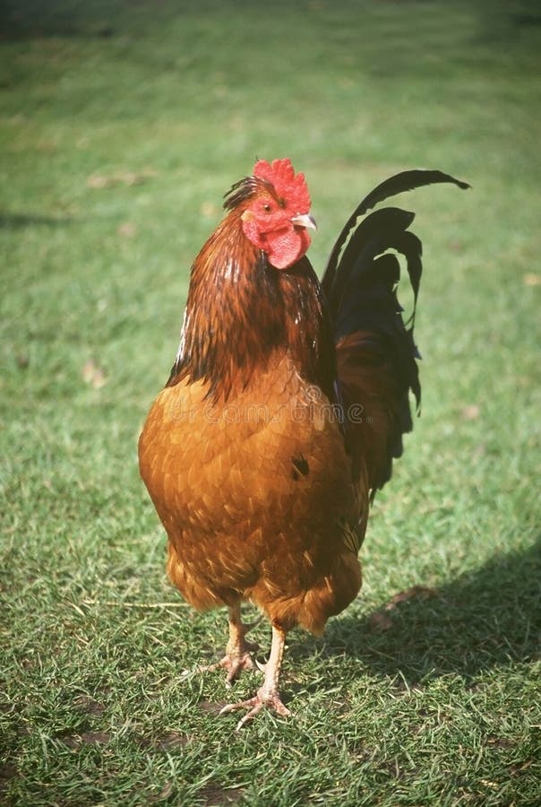 1+ Cockrail Free Stock Photos - StockFreeImages