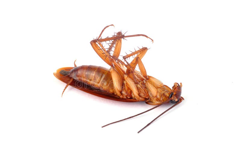 Cockroach stock photo. Image of body, control, brown - 10459190