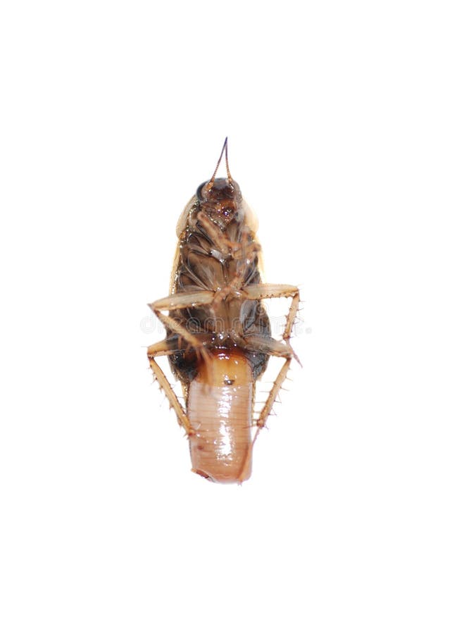 Cockroach stock photo. Image of back, creature, abdomen - 11932426