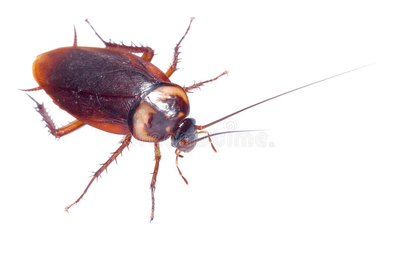 Cockroach stock photo. Image of macro, detail, desease - 15652536