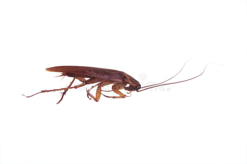 Cockroach Free Stock Photos & Pictures, Cockroach Royalty-Free and ...