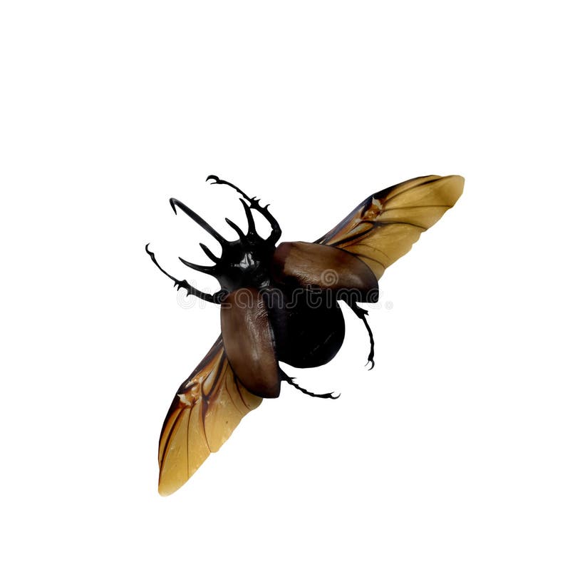 486 Cockroach Portrait Stock Photos - Free & Royalty-Free Stock Photos ...