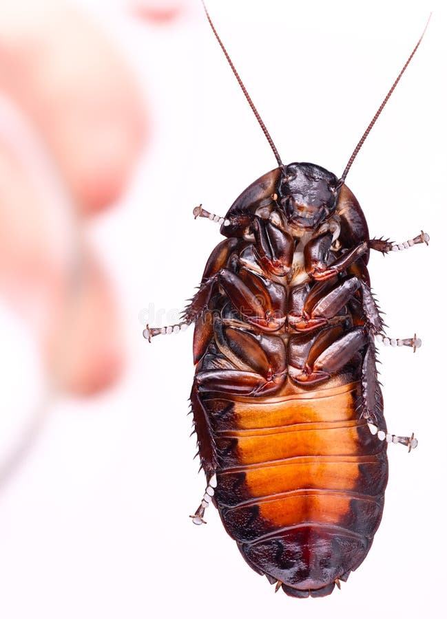 Profile of Dubia Cockroach, Blaptica Dubia Stock Photo - Image of roach ...