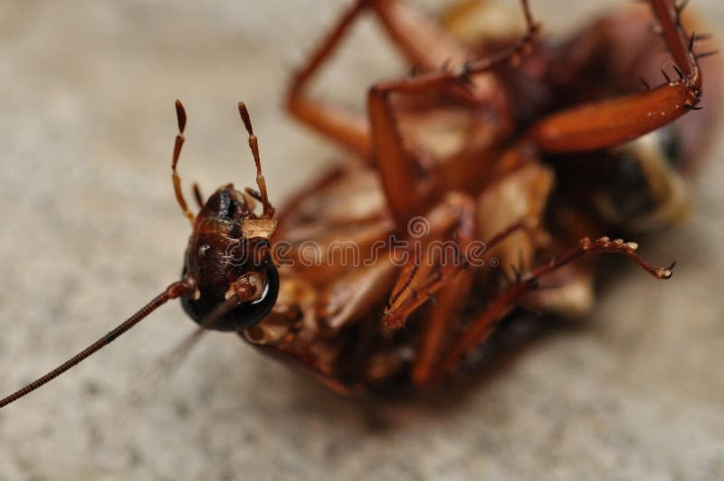Cockroach stock image. Image of hairy, back, macro, roach - 20858487