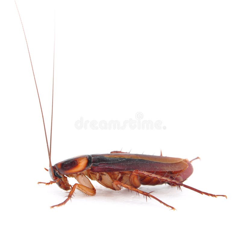 Cockroach side-view stock image. Image of cockroach, reflection - 7585017