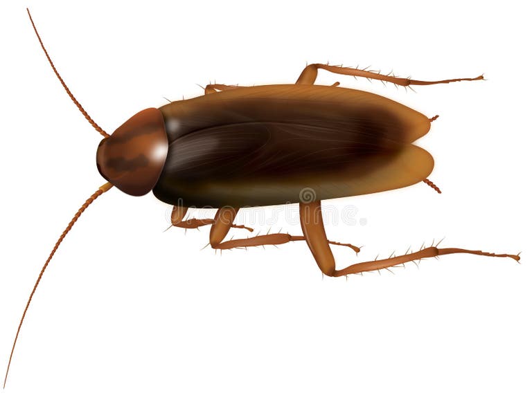 Realistic Cockroach Stock Illustrations – 758 Realistic Cockroach Stock ...